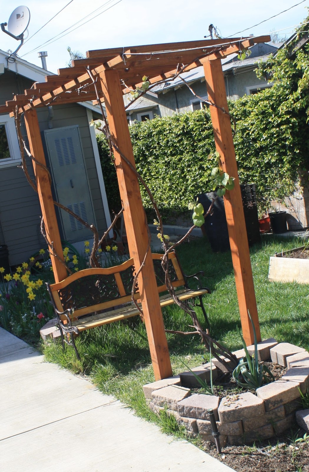 Bench under the grape arbor