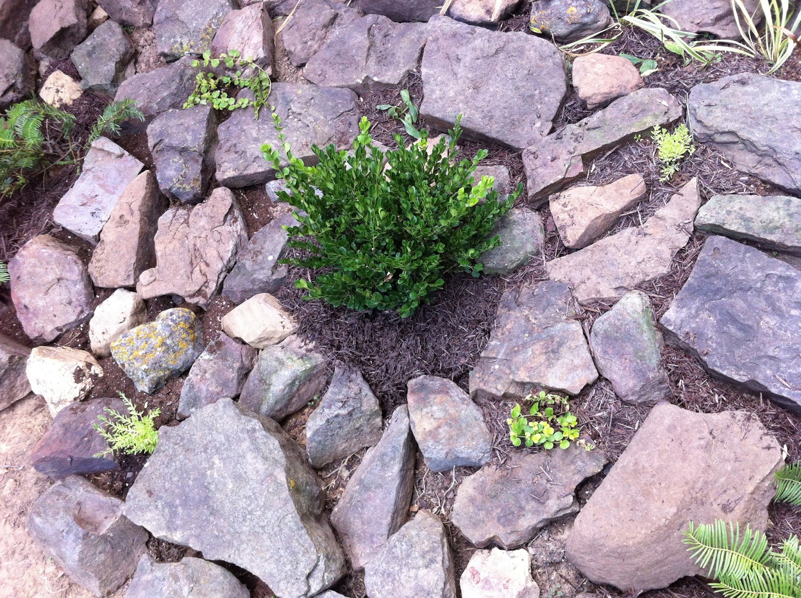 The Gayla Pink Apple : Slope Ivy's New Do!