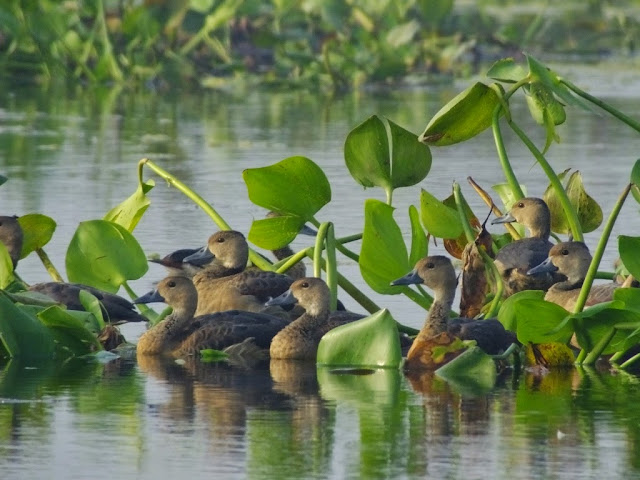 wanderlust: PURBASTHALI : A PARADISE FOR BIRDS AT CHUPIR CHAR