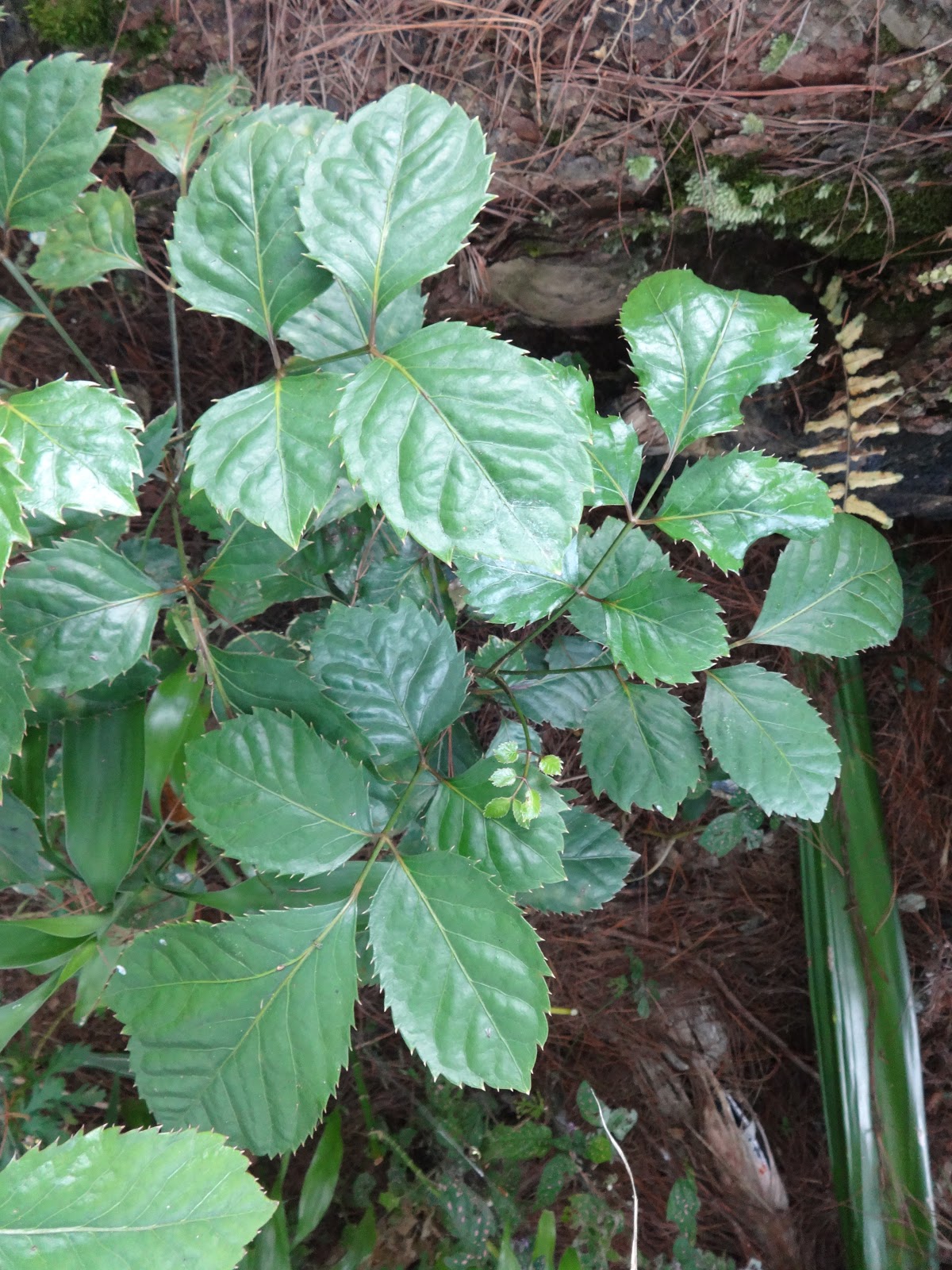 Herbs from Distant Lands: Polyscias fruiticosa - Ming Aralia, Polyscias ...