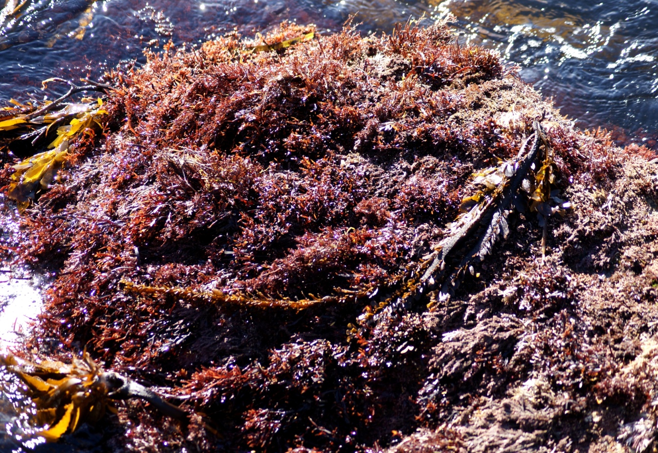 A photo, A thought............: Plant: Knowing the seaweeds of ...