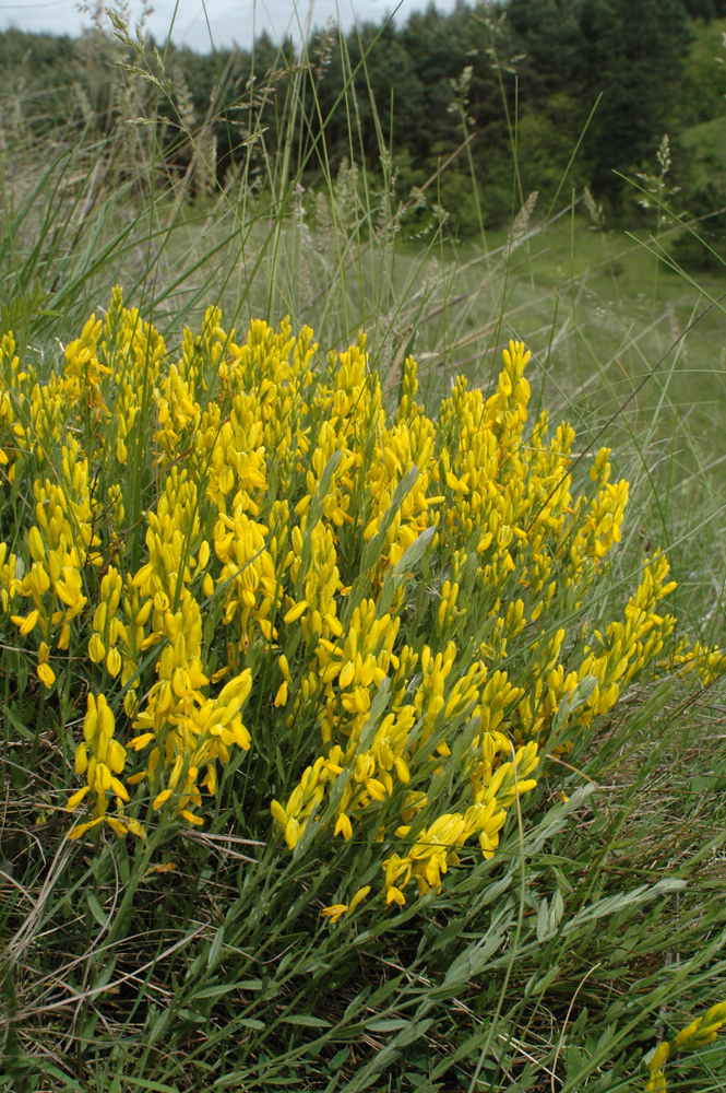 Scientia amabilis: Szeretetre méltó tudomány: Festőnövényeink