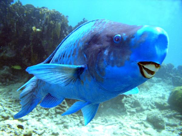 Fish Index: Blue Parrotfish (Scarus coeruleus)