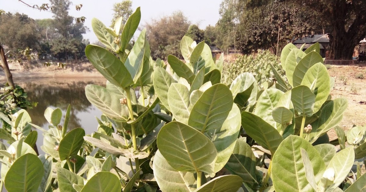 Grass Root News: Akhando, a priceless plant having medicinal value is ...