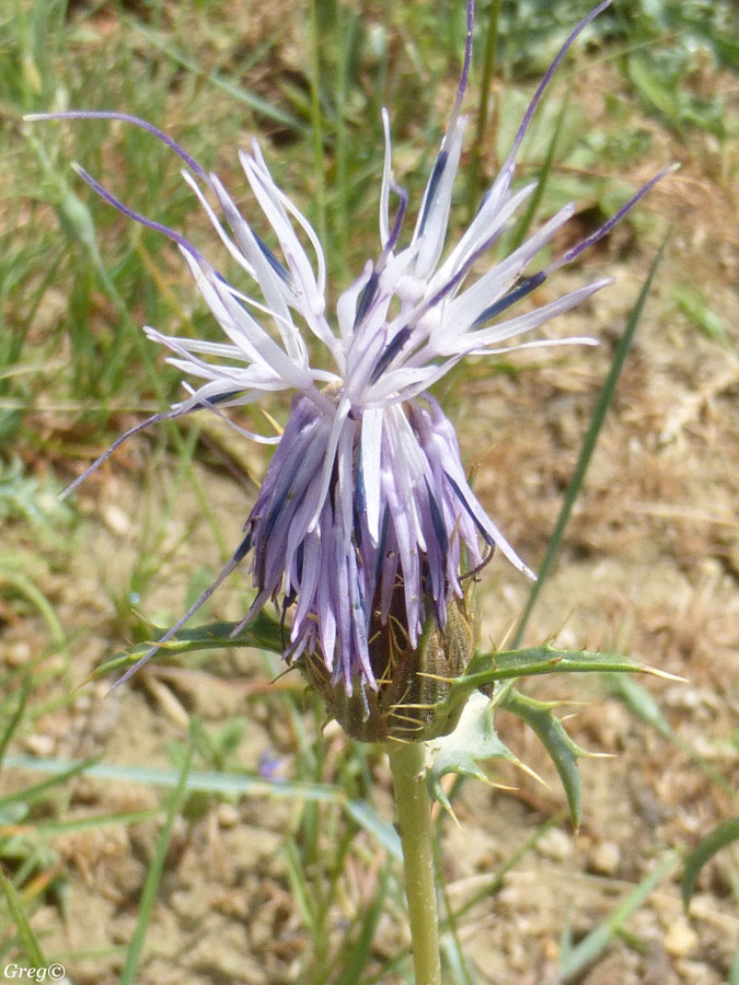 Flora Silvestre de Murcia: Carduncellus caeruleus