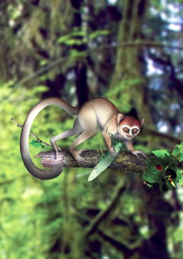 Descoberto na China o mais antigo esqueleto de sempre de um primata ...