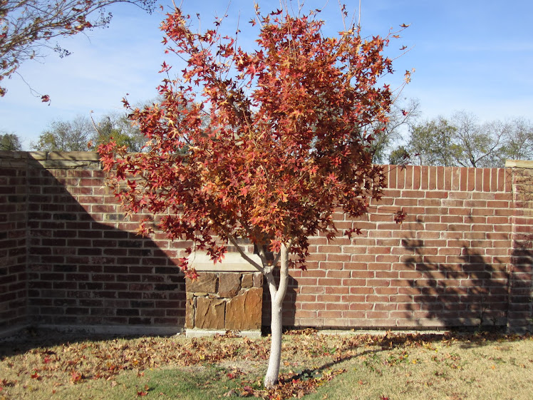 MAPLES 4 ALLEN, TEXAS: Who said there are no fall colors in N. Texas?