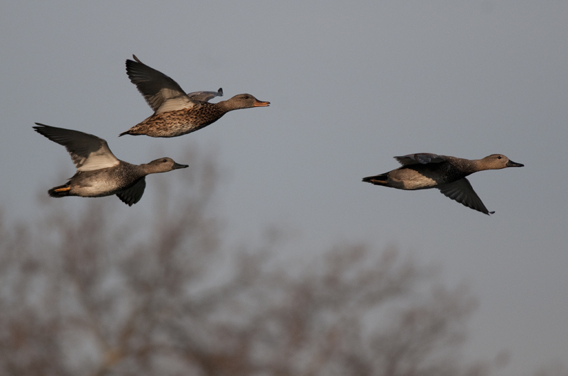 The wild side: Three-bird flight