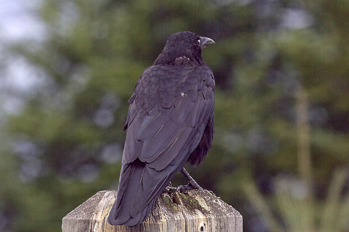 Nature Photos by Donna: Broadwing Hawk Juvenile and Crow/Raven ...