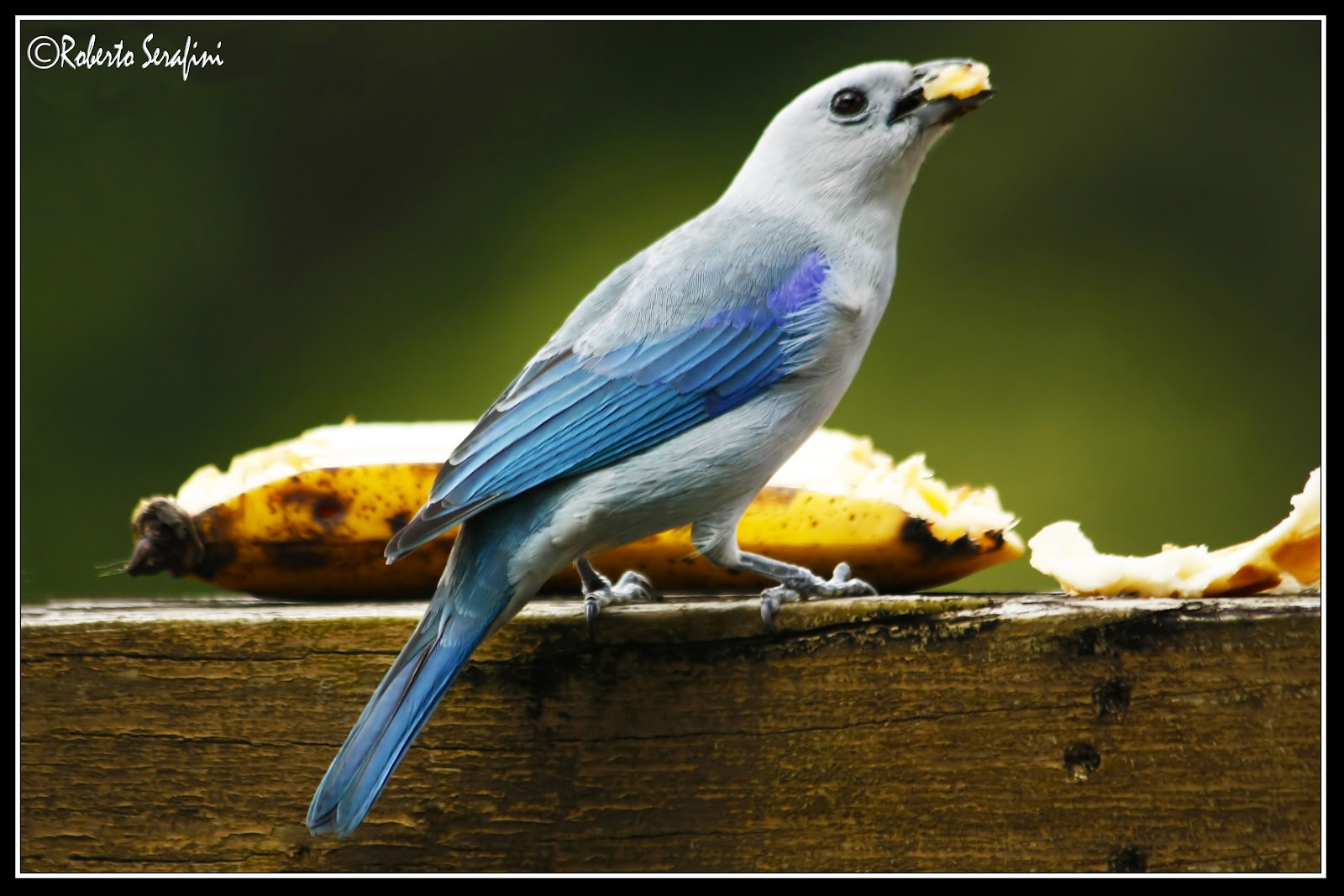 Aves de Falcon: AVES PASSERIFORMES