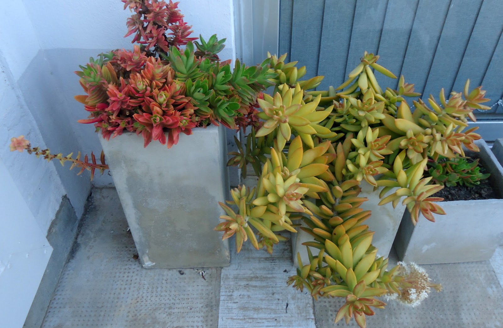 tutuna mituna: Sedum dorado / Sedum de Nussbaumer