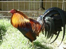 gallos de combate