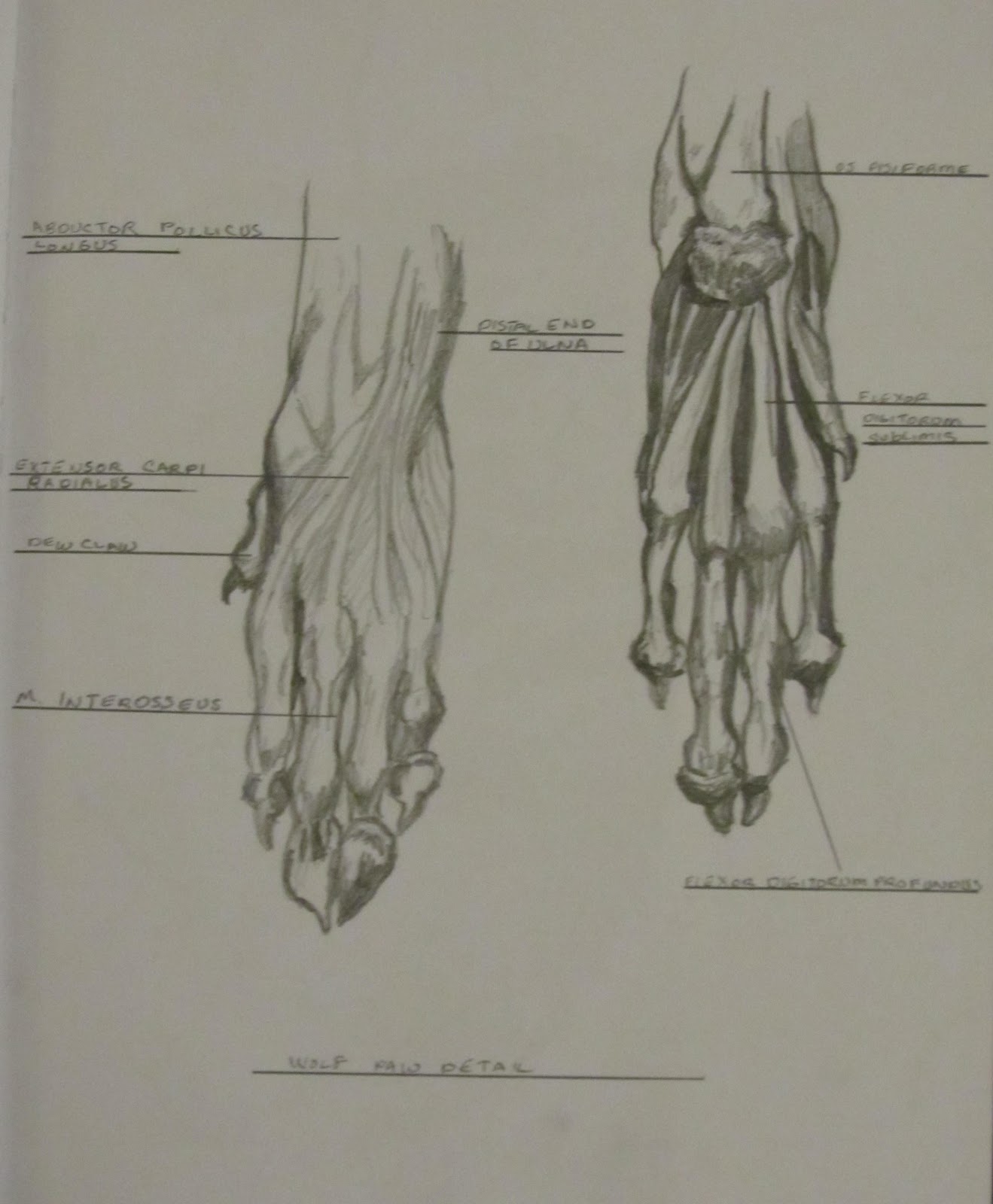 Art School Confidential: Summer Quarter 2012: Drawing and Anatomy ...