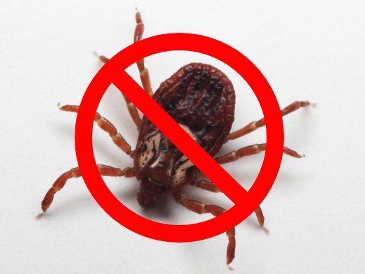Katerina's Journal: Natural Home Made Cost Effective Tick Treatment