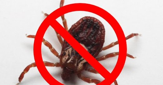 Katerina's Journal: Natural Home Made Cost Effective Tick Treatment