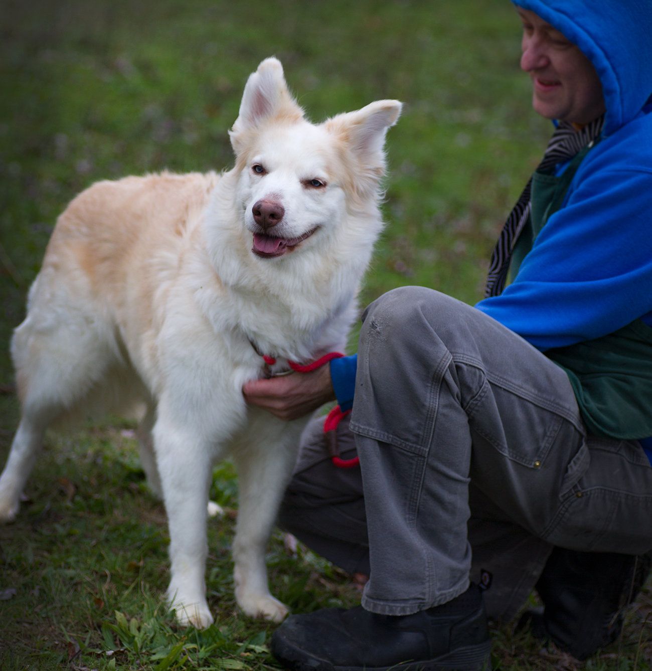 Shelter Dogs of Portland: "PEARL" New Pics "special needs" Blind ...