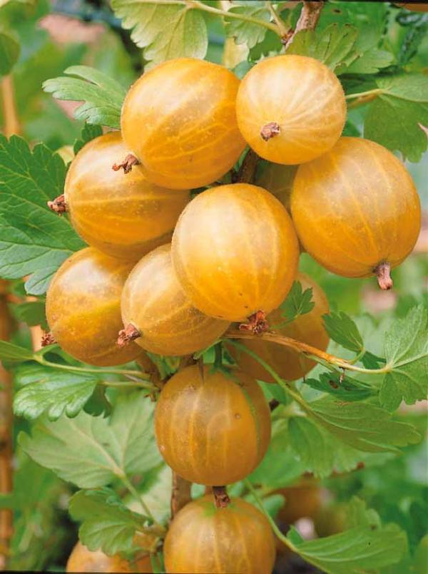 CERVESA EN CATALÀ: Fitxes de degustació - WESTMALLE TRIPEL