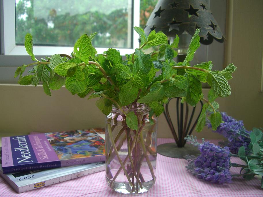 catatan kebun mungil: Memperbanyak Tanaman Mint