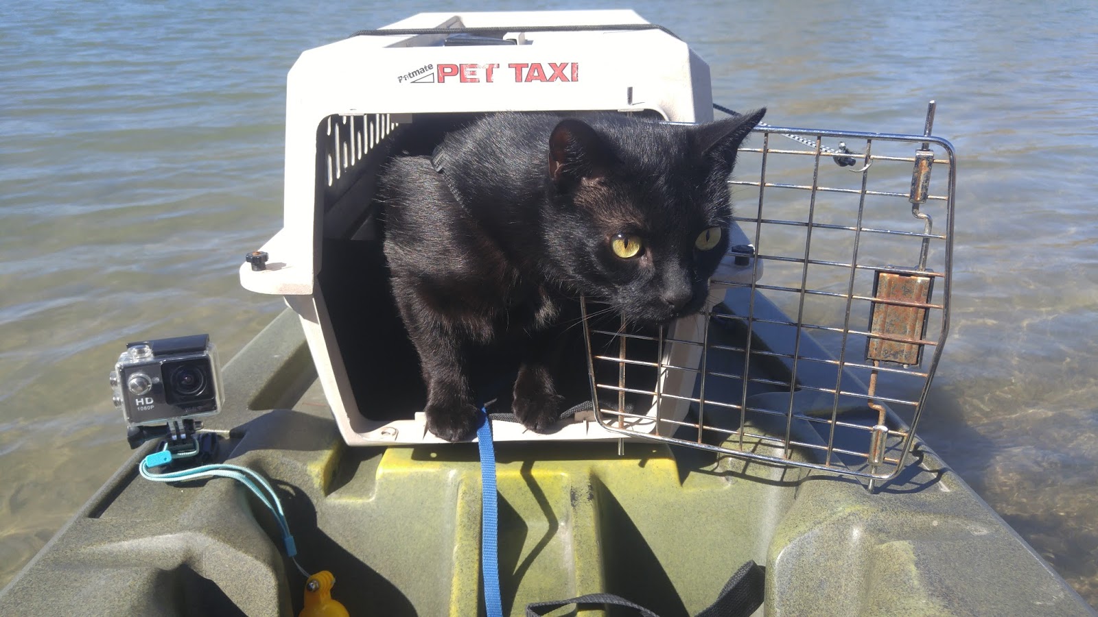 The Adventures of Kayaking Cats!: Yippee, Skippy, Hooray!