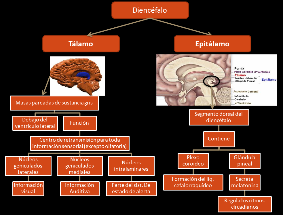 Fisiología Básica - Gabriel Olmeda: Tálamo - Epitálamo