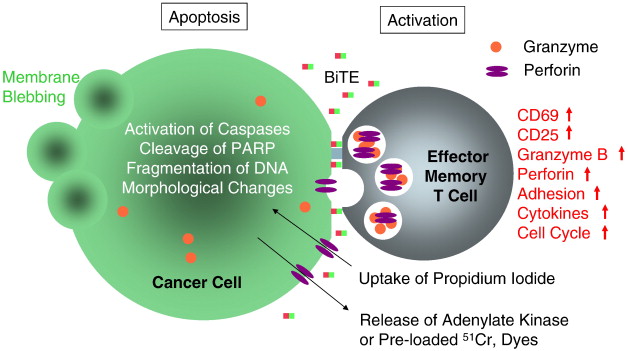 mutations of mortality: How BiTE antibodies work