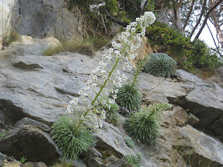 Las plantas y sus usos: Corona de rey