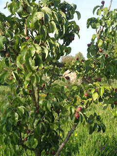 Pratos da Bela: Árvores de fruto entre outros II...