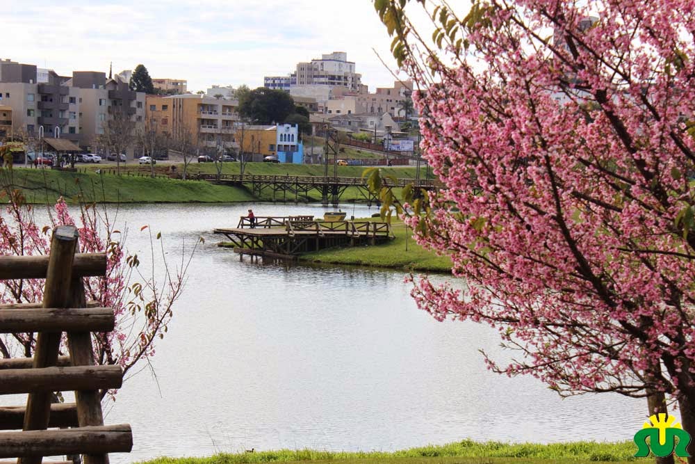 Luzita Levy - Social: O Parque do Lago em Guarapuava - PR está florido