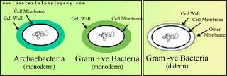 Archaea Cell Wall