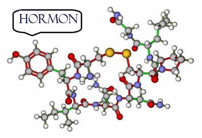 Cara Kerja Hormon ~ Kompilasi Materi