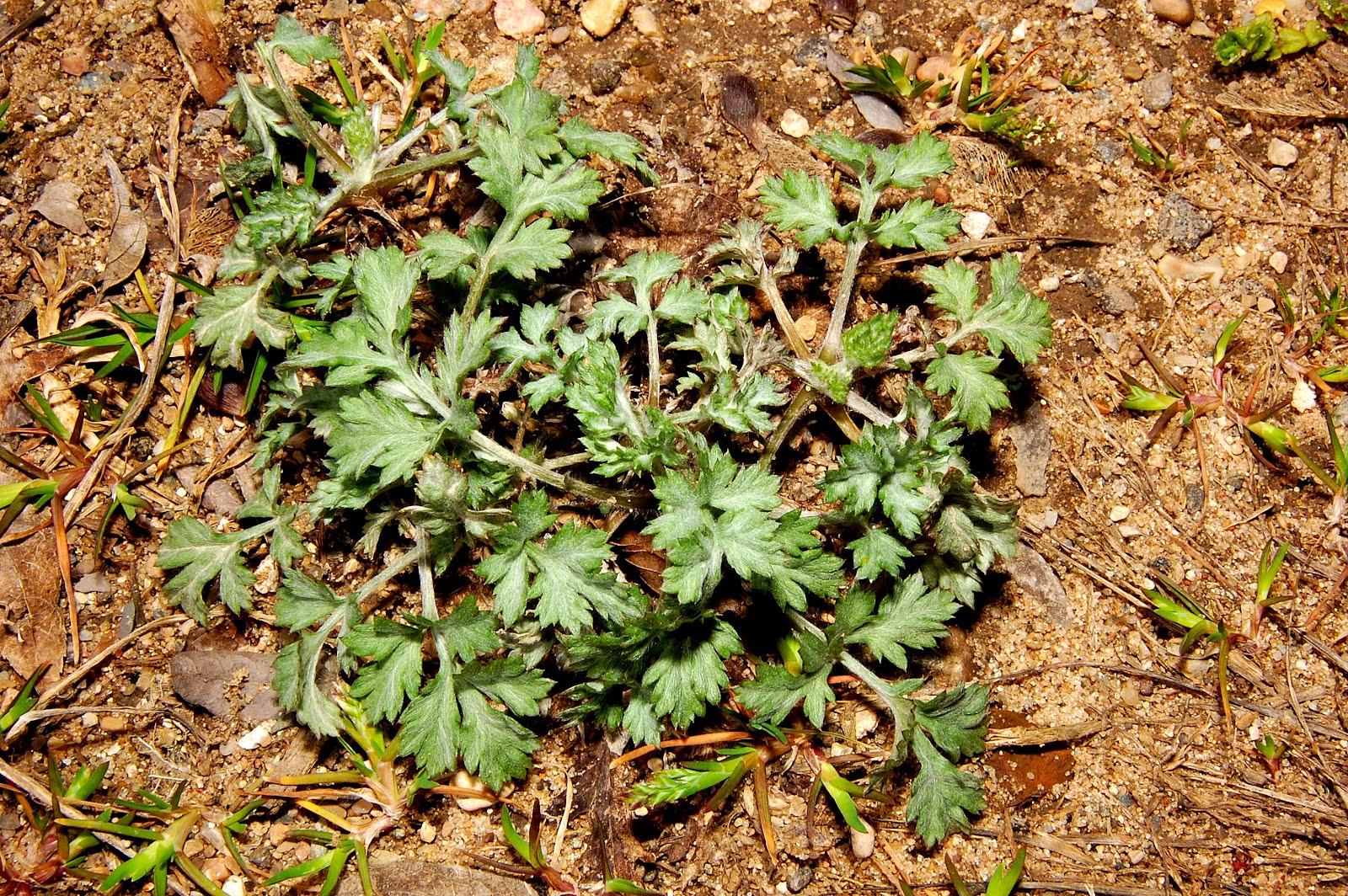 Get Your Botany On!: Ranunculus bulbosus, Bulbous Buttercup