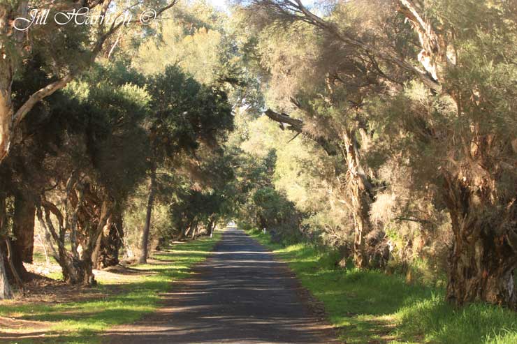 Life Images by Jill: Cathedral Avenue & Australind Pioneer Cemetary ...