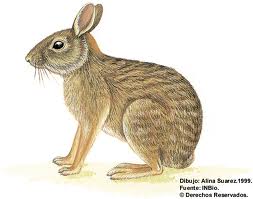 Argentina nativa: Tapetí (Sylvilagus brasiliensis)