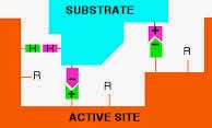 #18. Enzymes - active site, activation energy, enzyme specificity ...