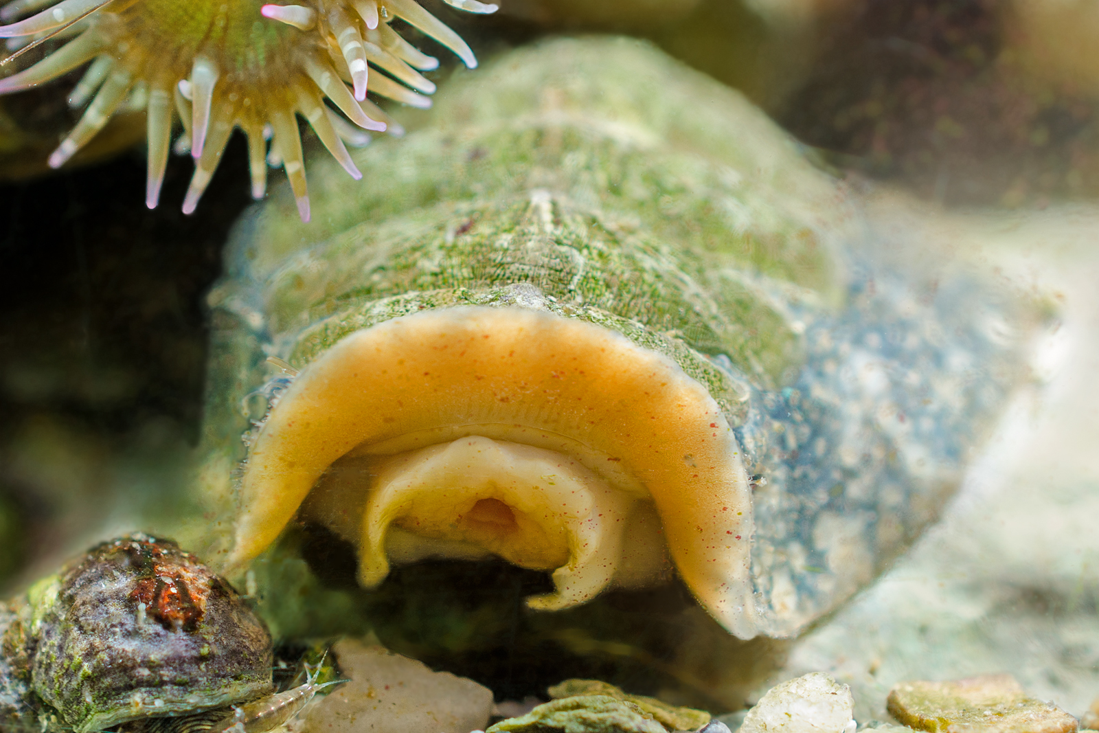 Wanderin' Weeta (With Waterfowl and Weeds): Chiton lips