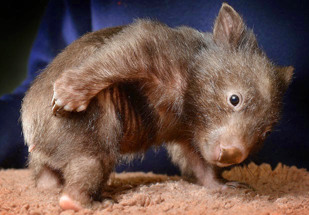 The Edigator News: Los maravillosos vombátidos