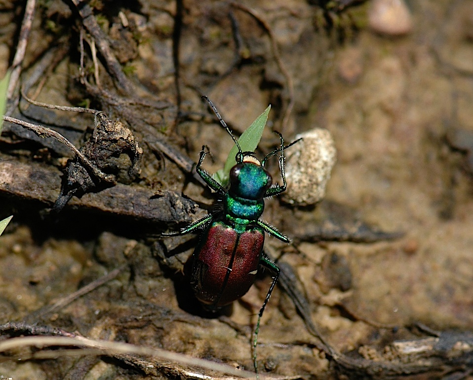 Field Biology in Southeastern Ohio: Out Hunting Tigers