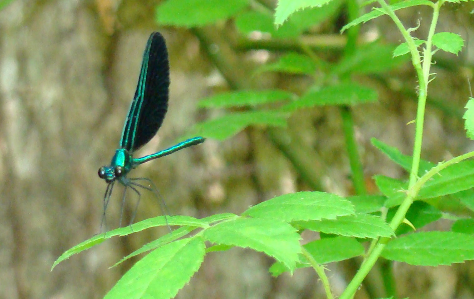 Rurification | Robin Edmundson: Dragonflies