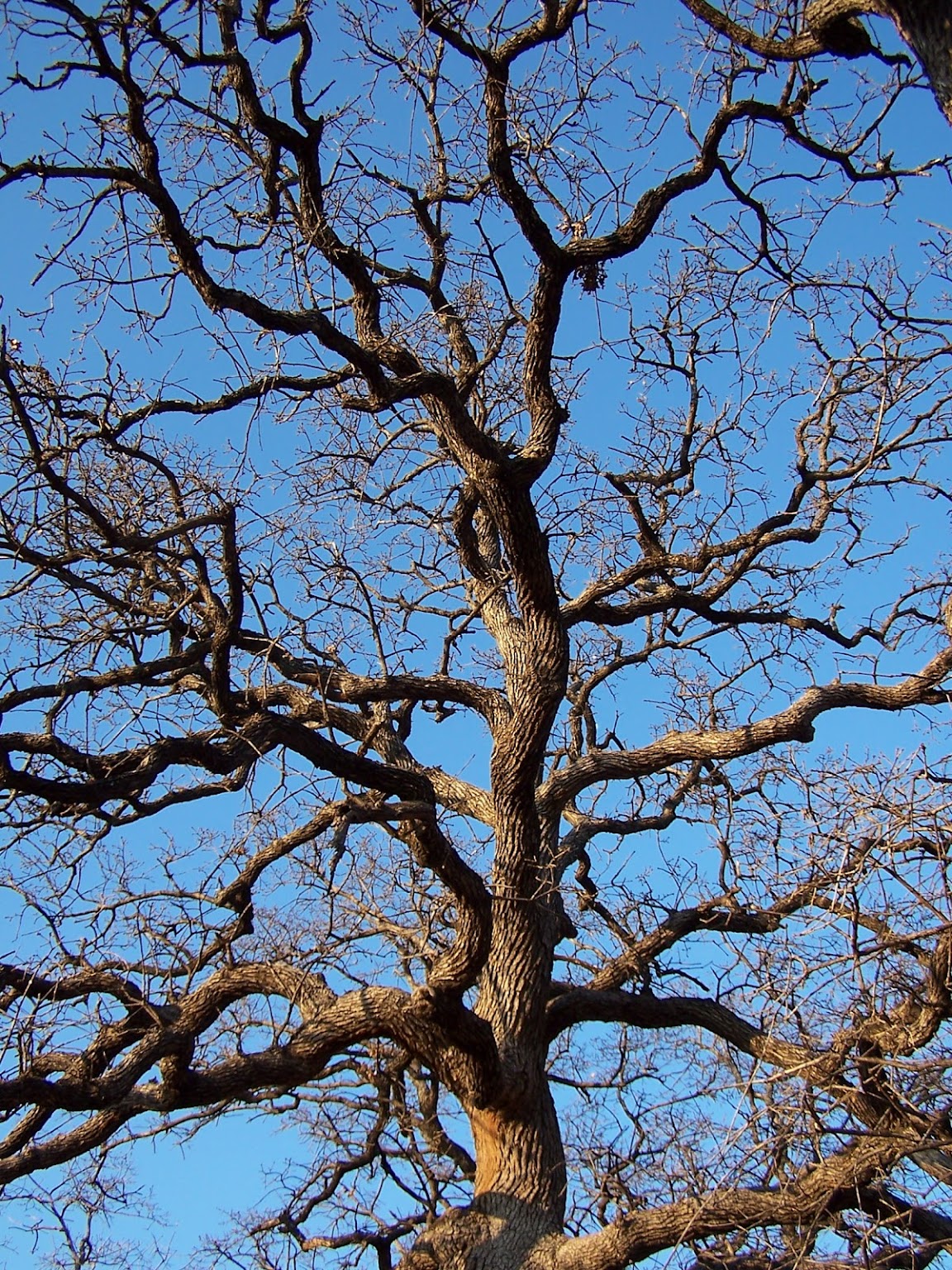 A Plant Geeks Garden