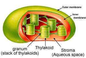 Science Doing: Chloroplast Cell Organelle: A Symbiotic Cyanobacteria