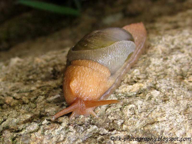 Rock Snail | Nature, Cultural, and Travel Photography Blog
