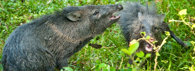 LOS MITOS COMO ELEMENTOS ECOPEDAGÓGICOS: LA MADREMONTE