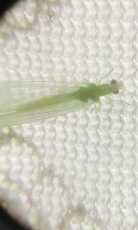 Biota Colombiana: Medina Cortés Luz Eliana - Crisopa verde (C. Carnea)