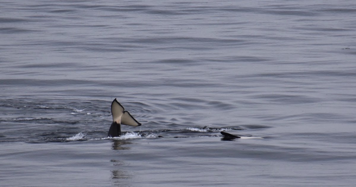 Orca Watcher: An update on J35, J50, and the rest of J-Pod