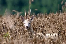 El corralillo: Mi corza