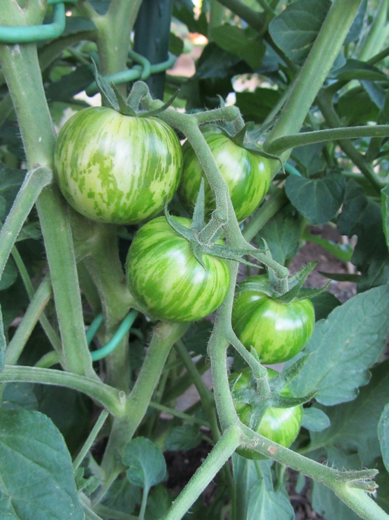 Pacific Northwest Gardener: Hundreds of Fruit by Late July