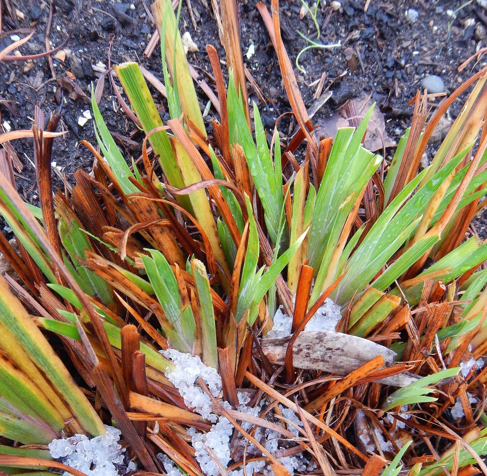 World of Irises: Check roots to know when to transplant Pacifica Iris