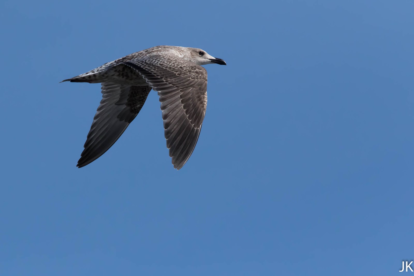 Jussin matkassa: Tulliniemen luontopoku, Hanko