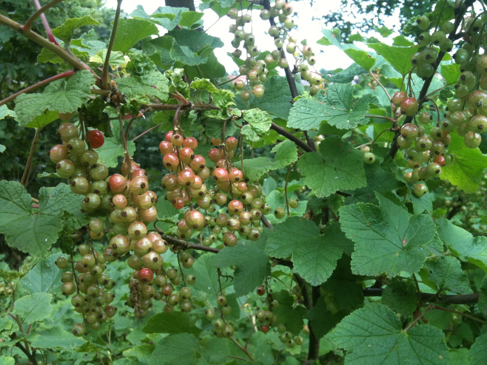 Weg naar zelfvoorziening: Onze bessenstuiken beschermen