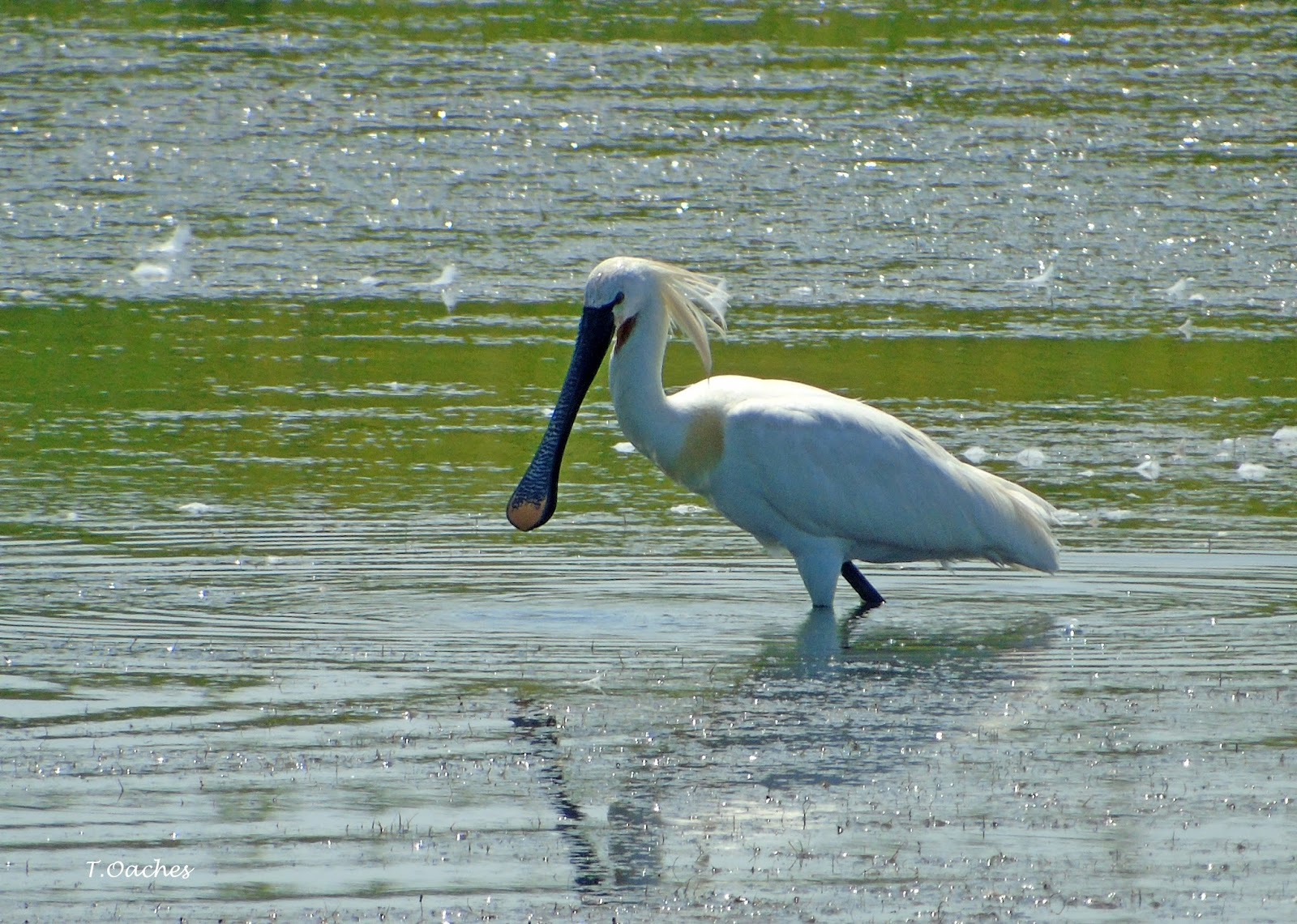 PASARI DIN ROMANIA: LOPATAR, Platalea leucorodia
